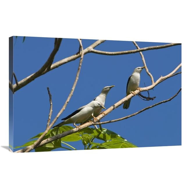 24 x 36 in. White-Headed Starling Group, Havelock Island, India Art ...