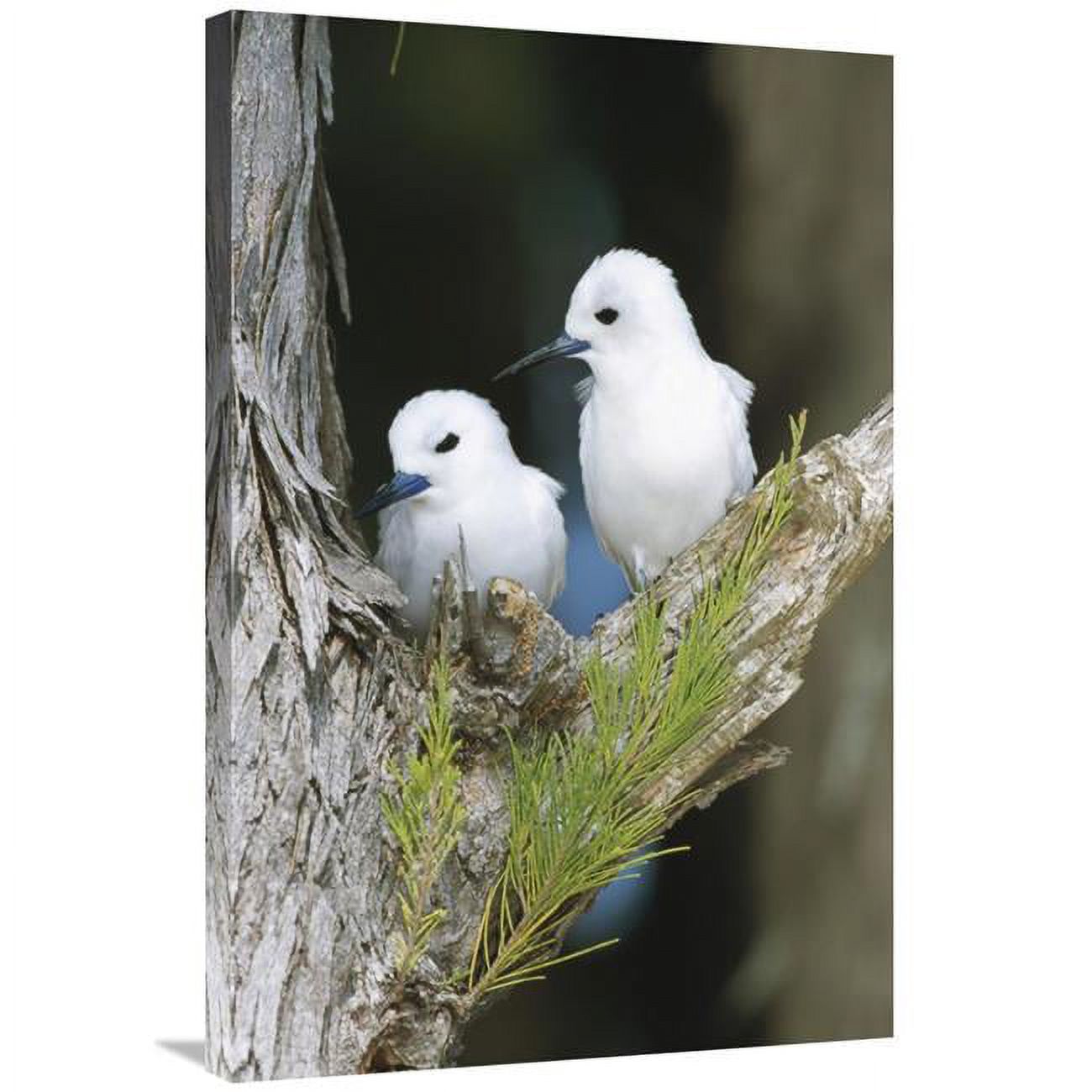 24 x 36 in. White Tern Pair Establishing Egg Laying Site on Bare Branch ...