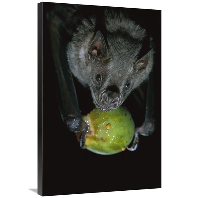 24 x 36 in. White-Throated Round-Eared Bat Eating A Fig, Barro Colorado ...