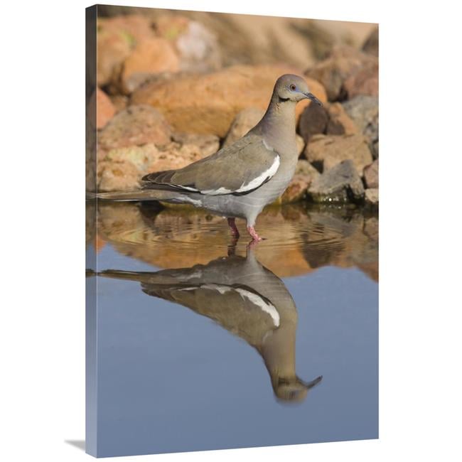 24 x 36 in. White-Winged Dove Wading in Puddle, Green Valley, Arizona ...