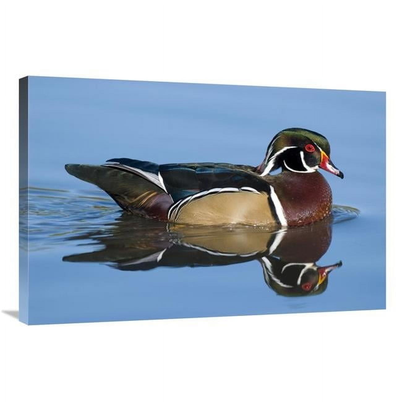 24 x 36 in. Wood Duck Male Swimming, Lapeer State Game Area, Michigan ...