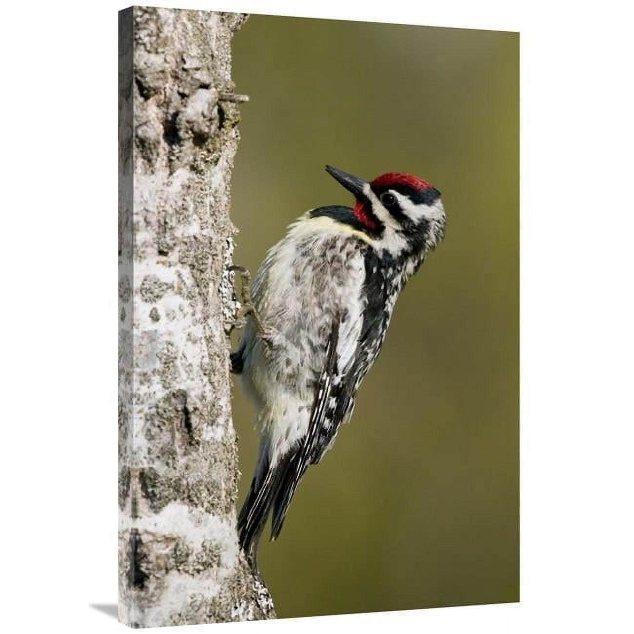 24 x 36 in. Yellow-Bellied Sapsucker Male, Rifle River Recreation Area ...