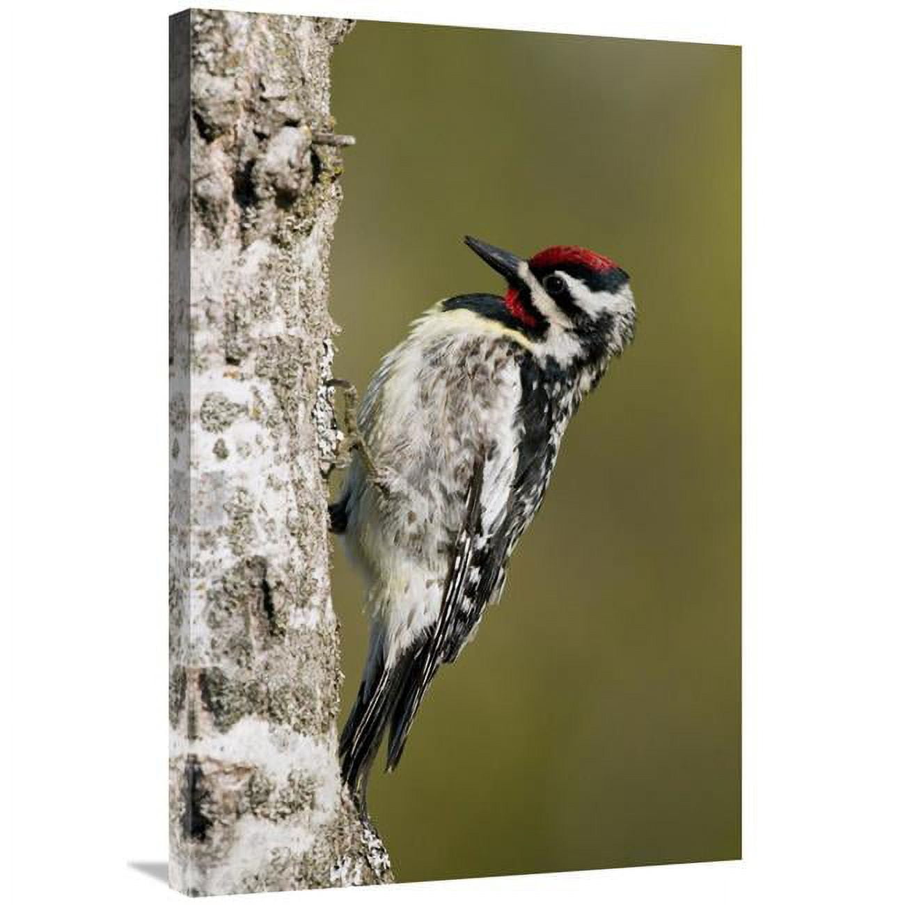 24 x 36 in. Yellow-Bellied Sapsucker Male, Rifle River Recreation Area ...