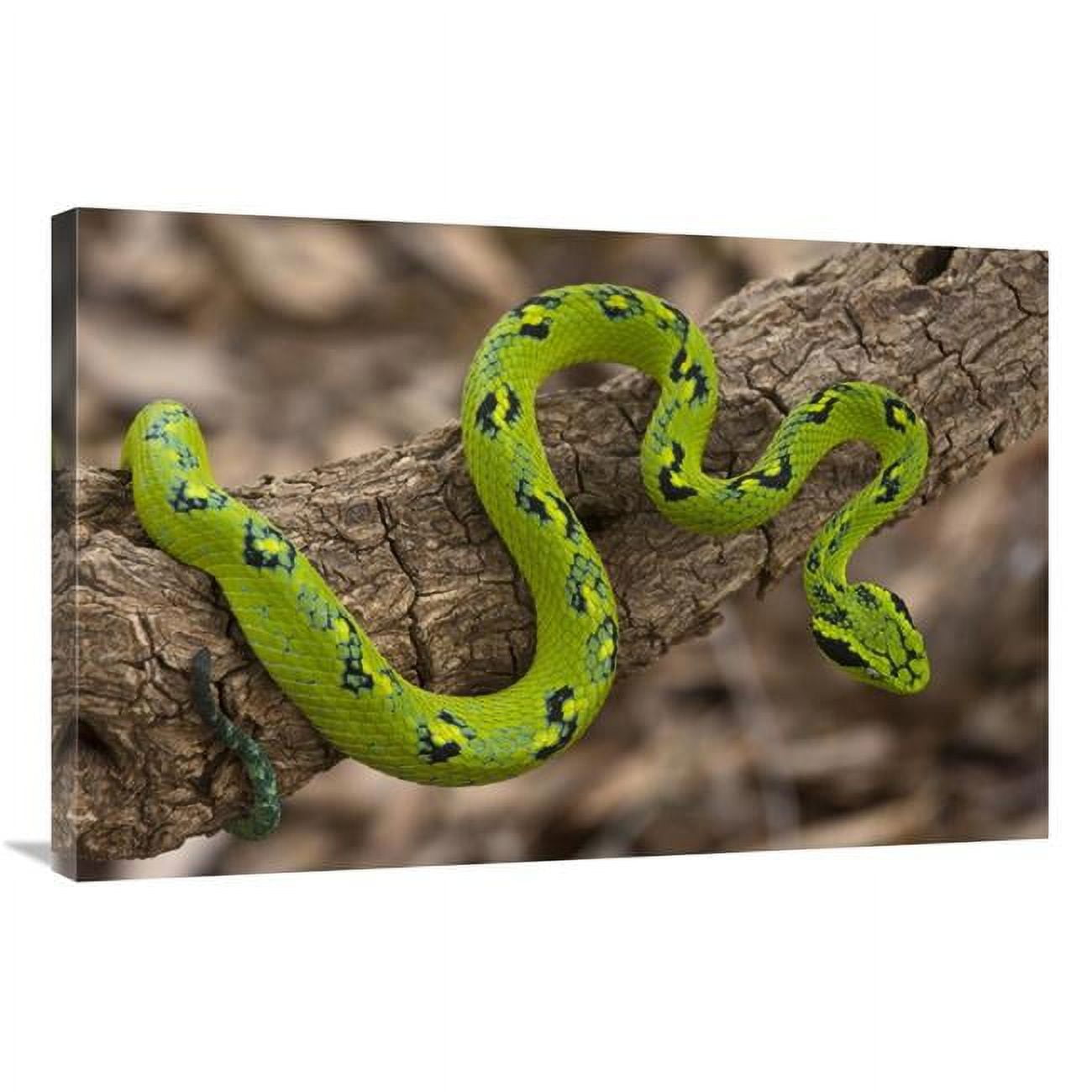 24 x 36 in. Yellow-Blotched Palm Pitviper, Native to Southern Mexico ...