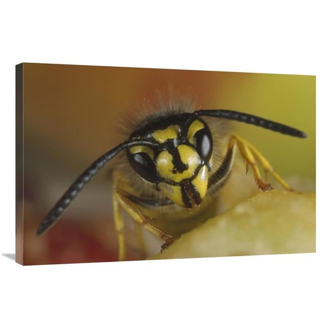 24 x 36 in. Yellowjacket Wasp Feeding on Fruit, Germany Art Print ...