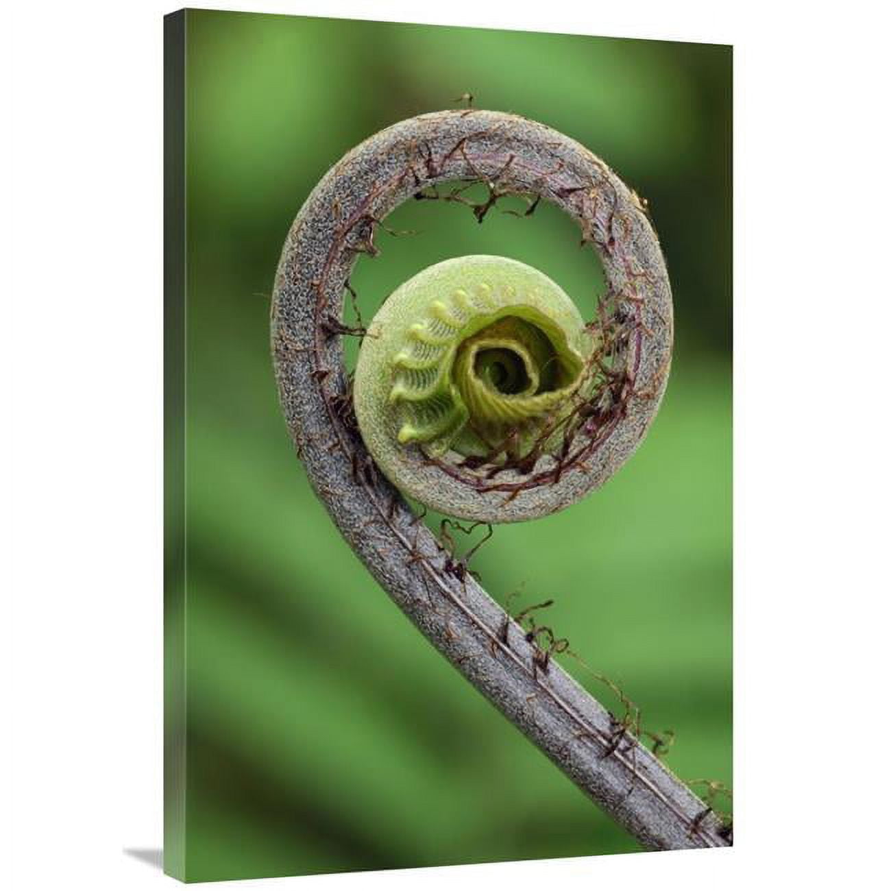 24 x 36 in. Young Rolled-Up Fern Fiddlehead, Braulio Carrillo National ...