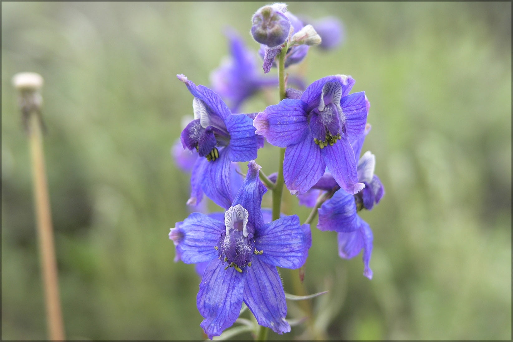 24"x36" Gallery Poster, Low Larkspur flowers in Grand Teton National ...