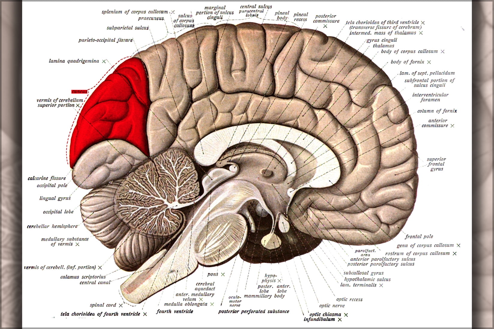 24"x36" Gallery Poster, Medial surface of left cerebral hemisphere of ...