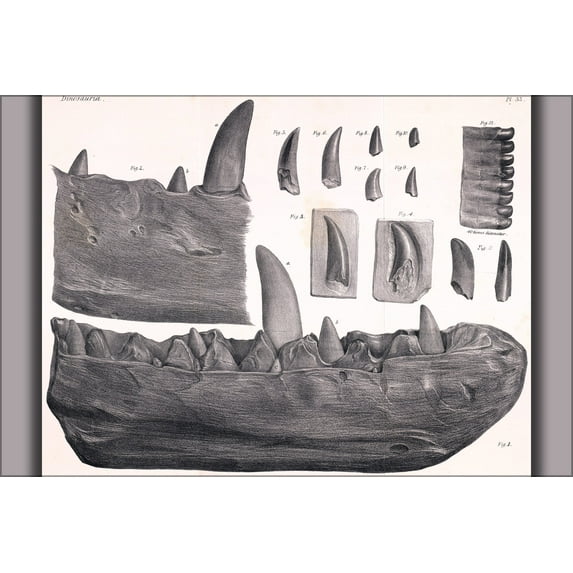 24"x36" Gallery Poster, Megalosaurus dinosaur jaw and teeth - Walmart.com