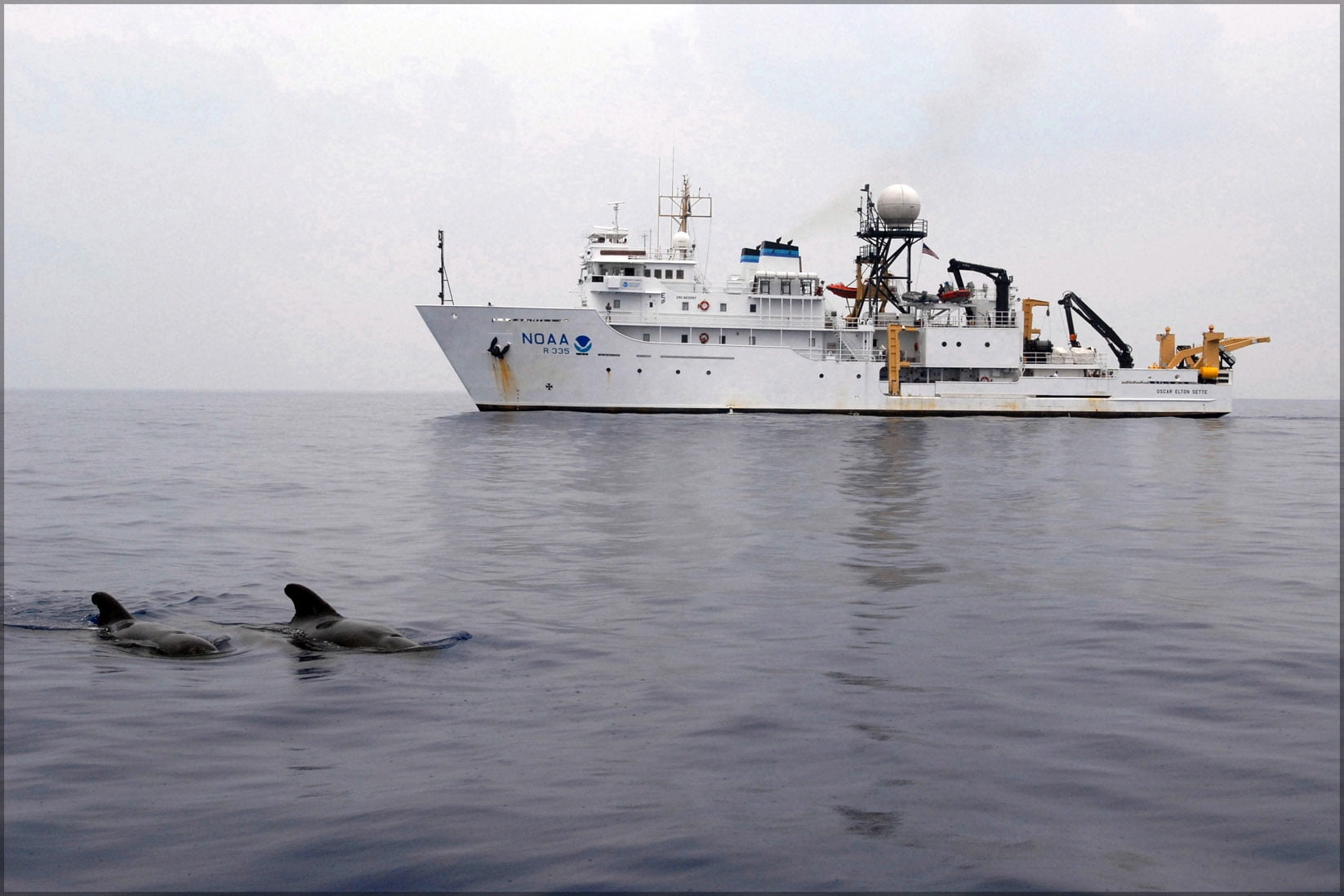 24"x36" Gallery Poster, Pilot whales off of Kona, Hawaii, NOAA ship ...