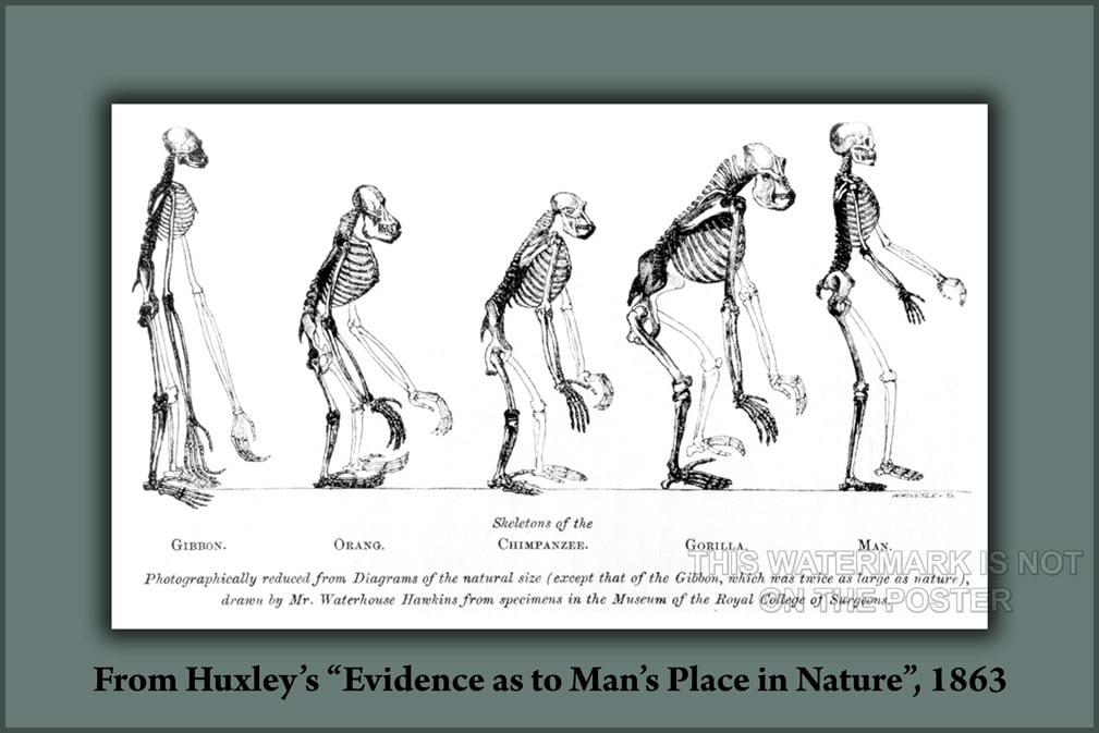 24"x36" Gallery Poster, human evolution Huxley's Evidence as to Man's ...