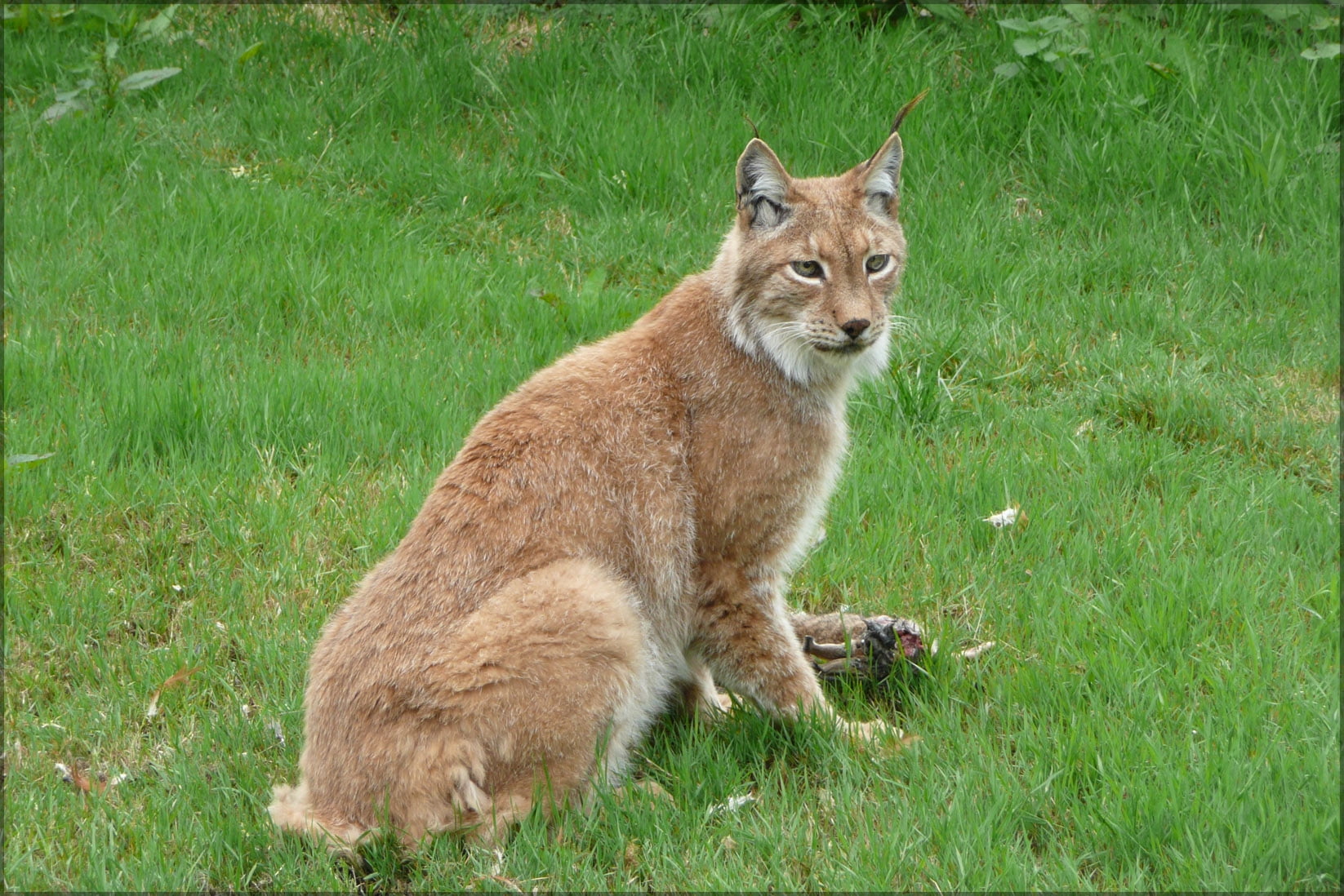 24"x36" Gallery Poster, lynx (Eurasian lynx) with meat in Howletts Wild ...