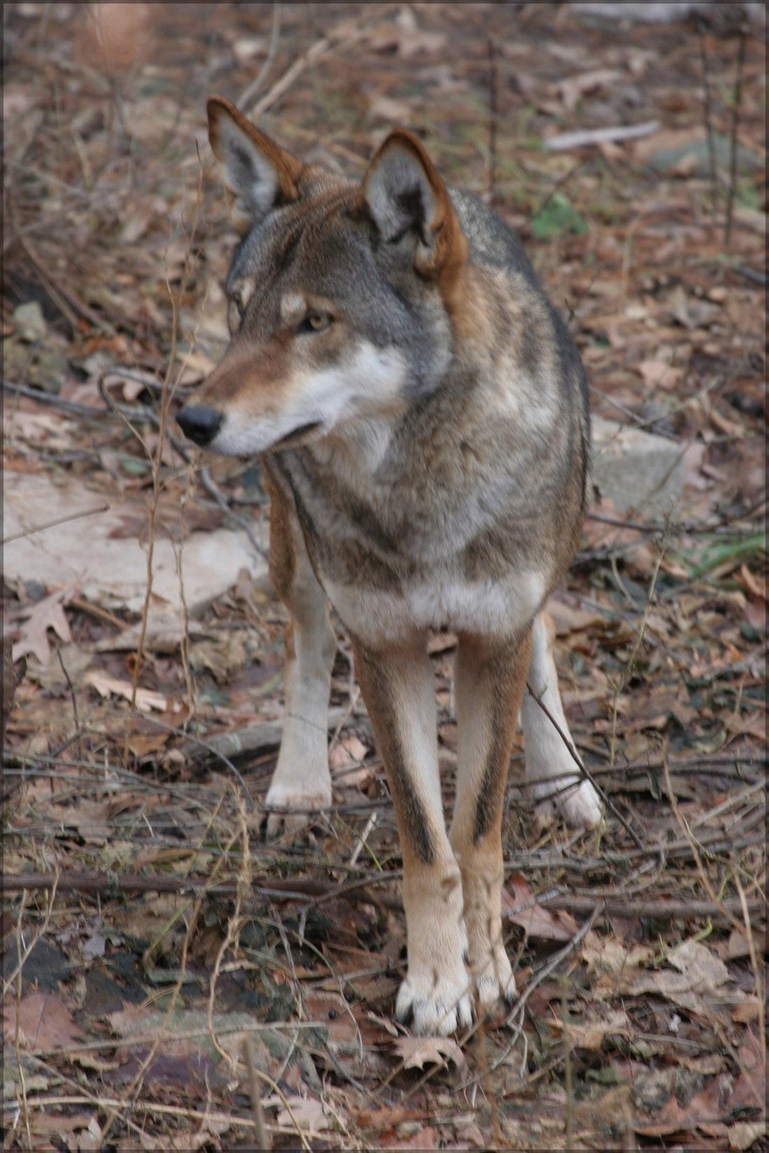 24"x36" Gallery Poster, red wolf - Walmart.com