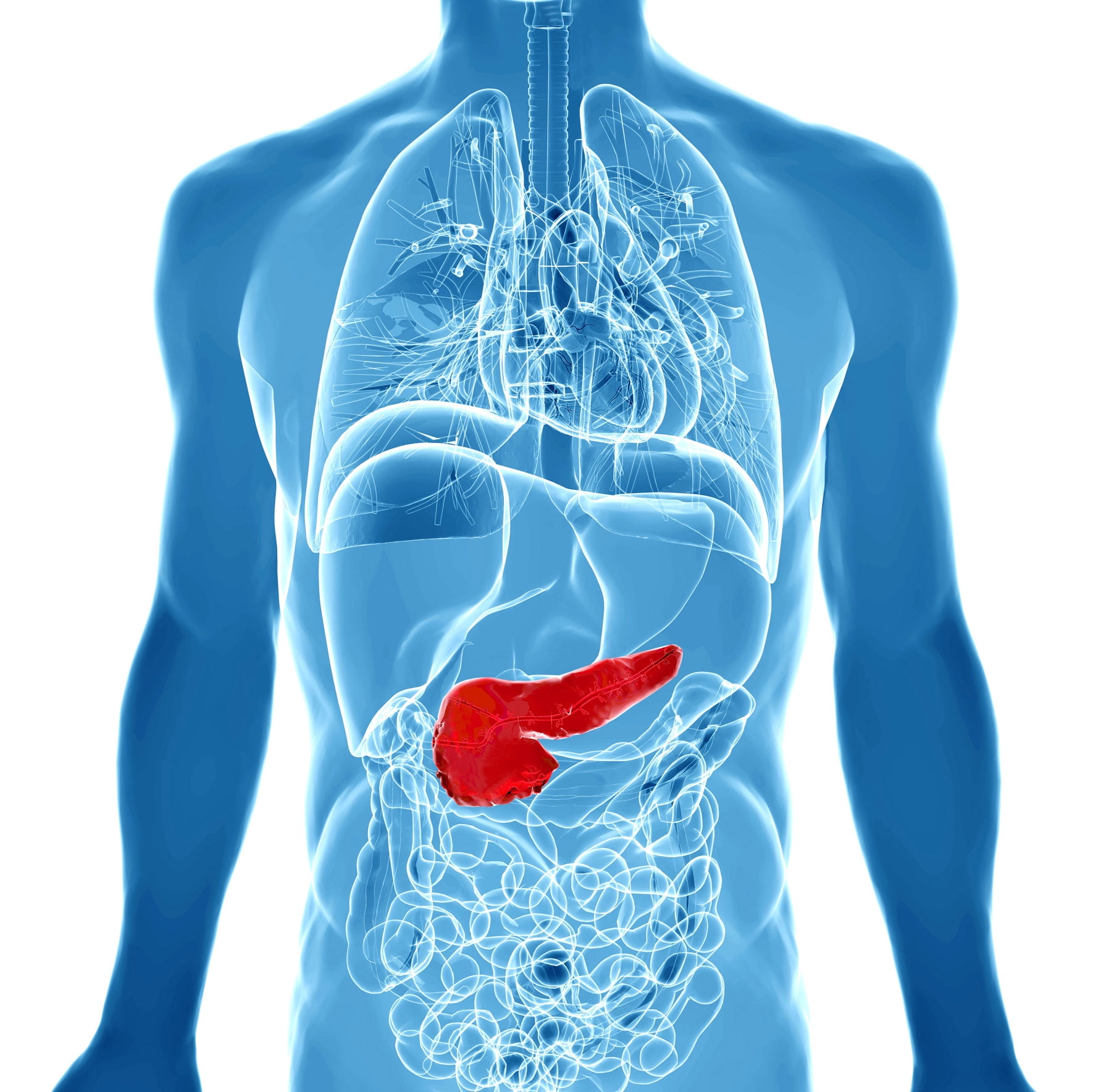 24x24in Coated Paper Aging pancreas Poster Anatomy of Human Body ...