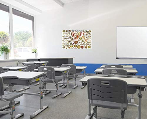 (24x36) Laminated North American Sea Shells Educational Chart Poster ...