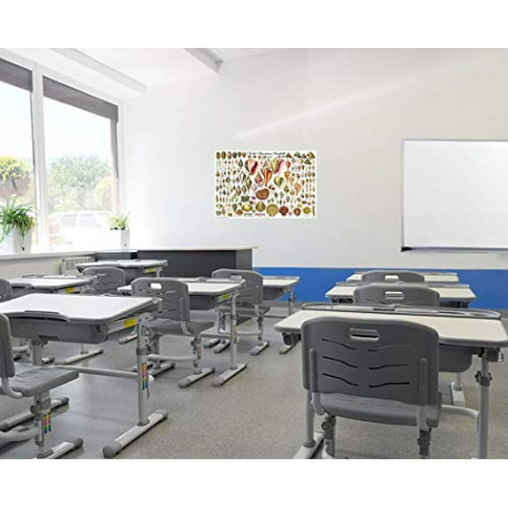 (24x36) Laminated North American Sea Shells Educational Chart Poster ...