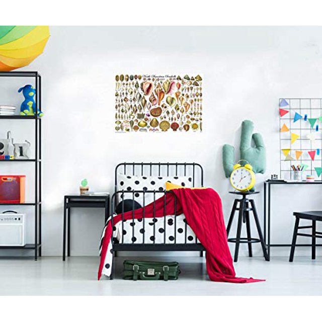 (24x36) Laminated North American Sea Shells Educational Chart Poster ...