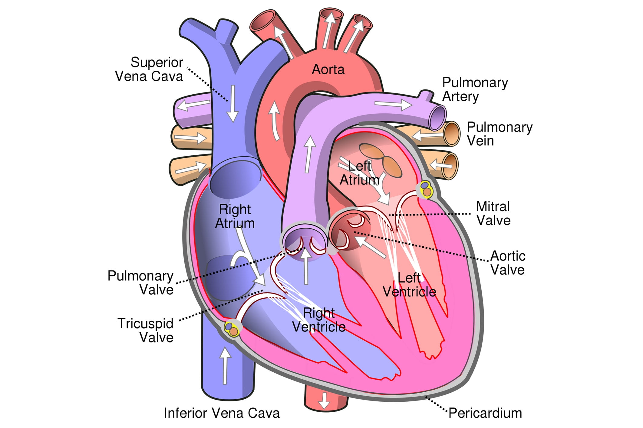 24x36 gallery poster, Diagram of the heart - Walmart.com