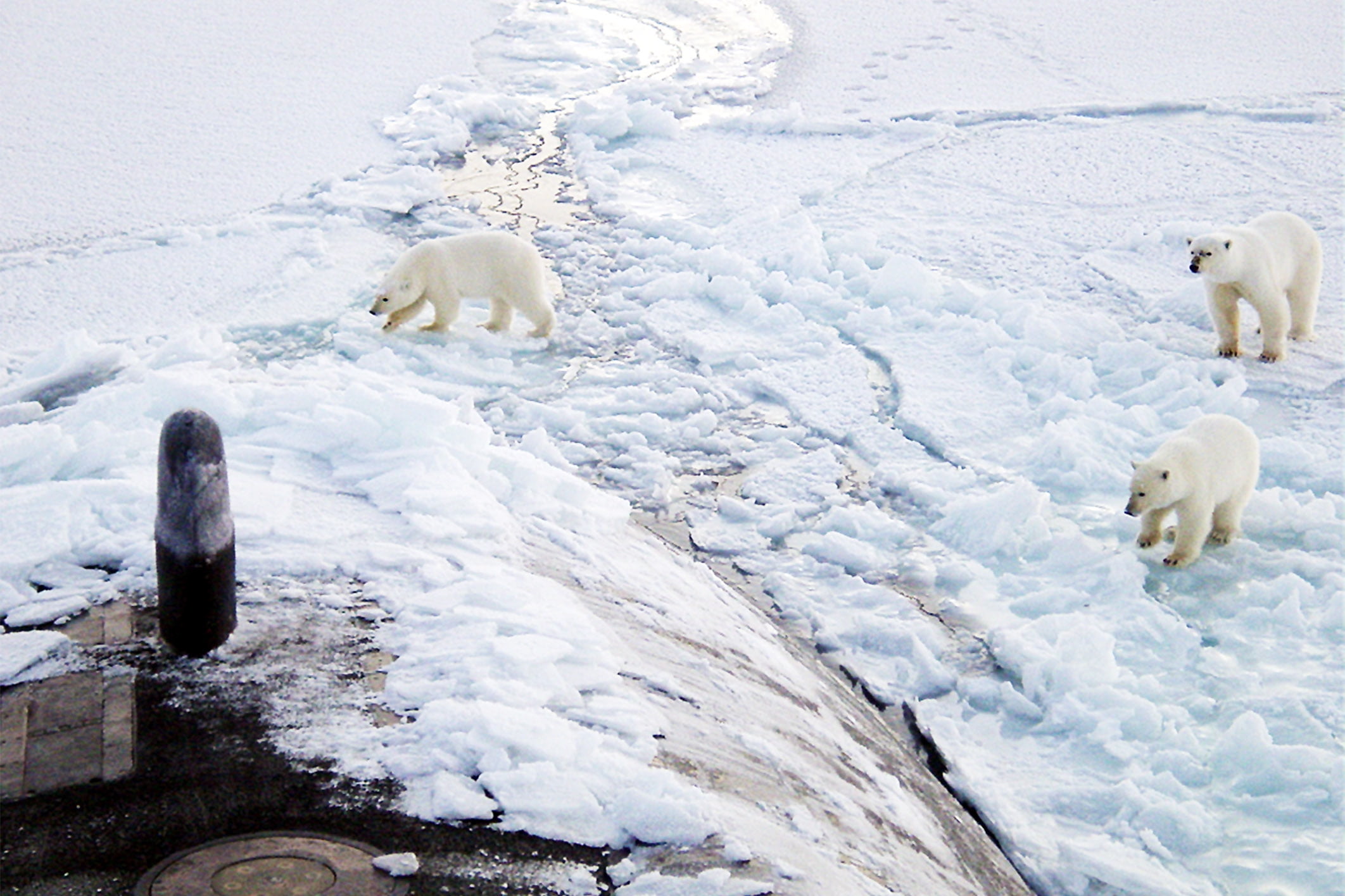24x36 gallery poster, Polar Bears investigate the submarine USS ...
