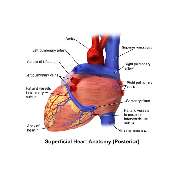 24x36 gallery poster, human heart viewed from behind - Walmart.com