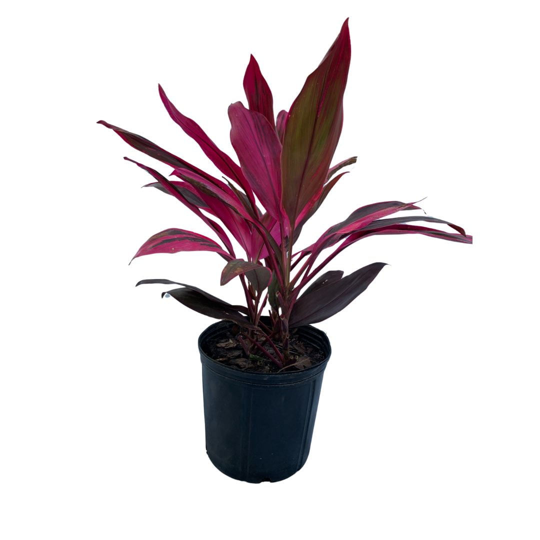 25-30 Inch Red Cordyline Red Sister Live Plants in 3-Gallon Pot, Lush ...
