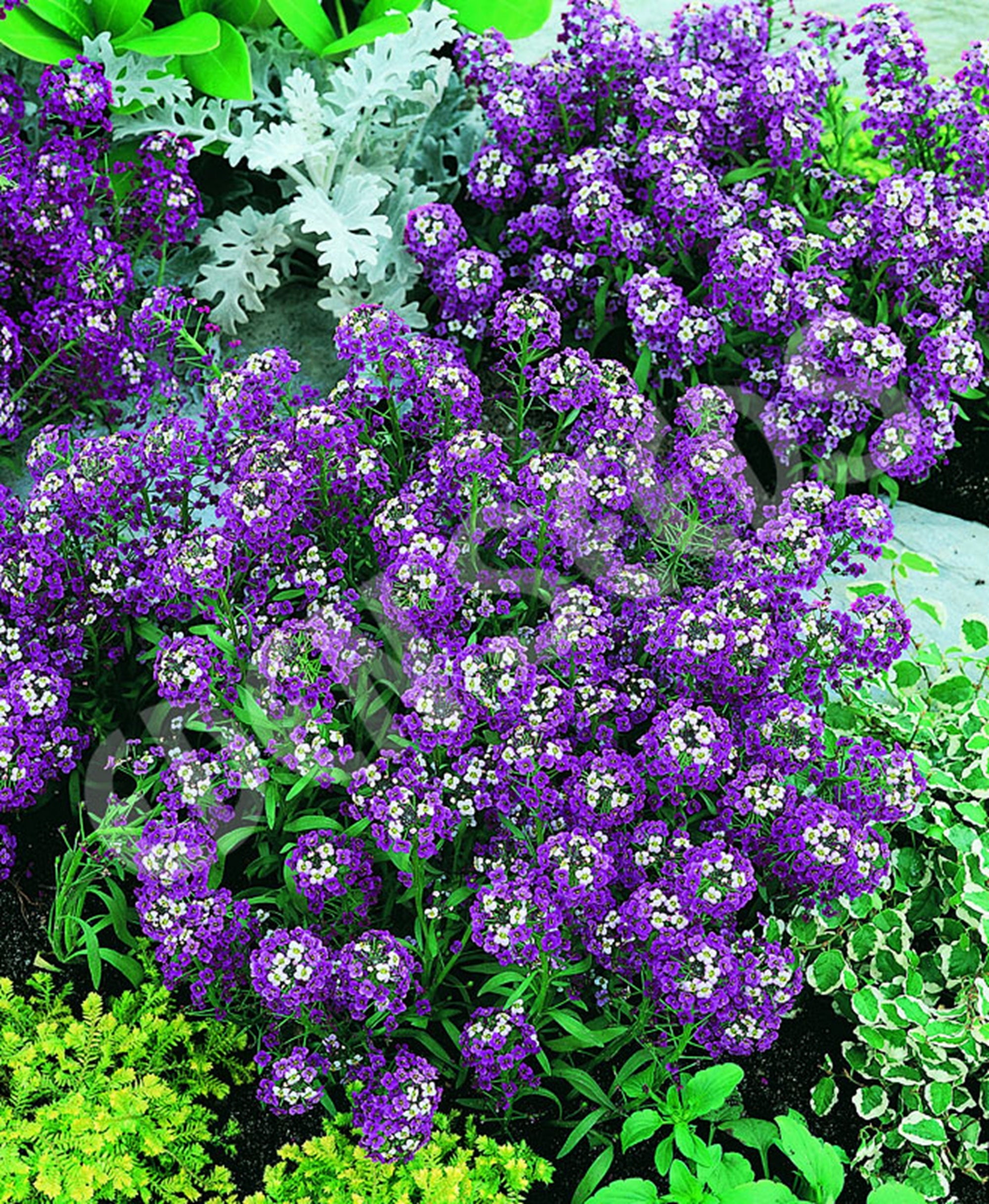 Toadstool Seeds 25 Purple Sweet Alyssum Seeds, Fragrant Ground Cover ...