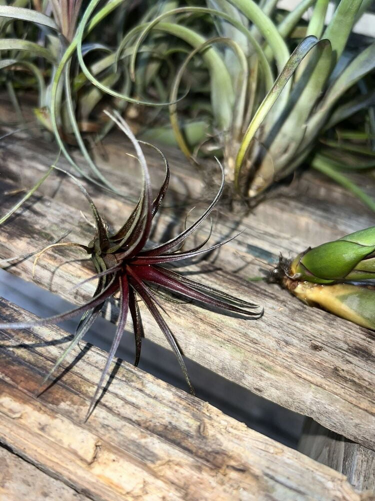 25 Air Plants native, Easy Florida Native Airplants - Walmart.com