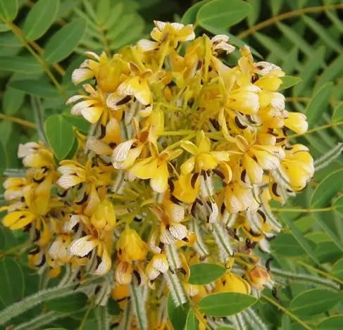 25 American Senna Seeds - Senna hebecarpa - Walmart.com
