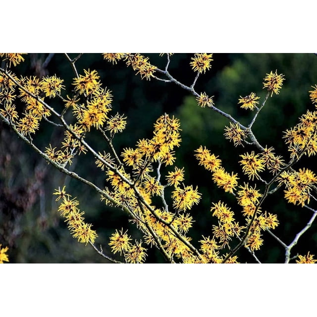25 American WITCH HAZEL Hamamelis Virginiana Alder Shrub Tree Yellow ...
