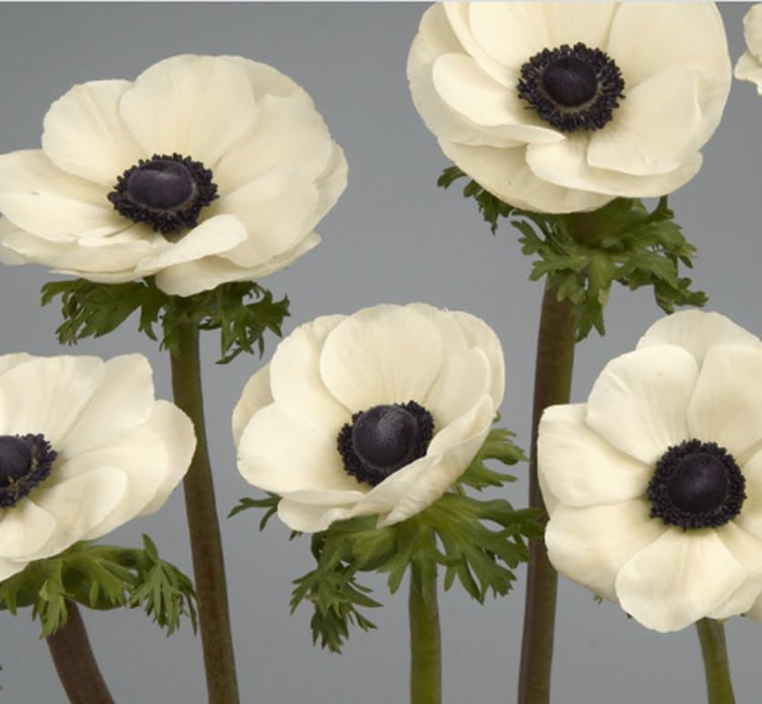 25 Anemone Caramel Flower Bulbs for Planting | Flower Bulbs for ...