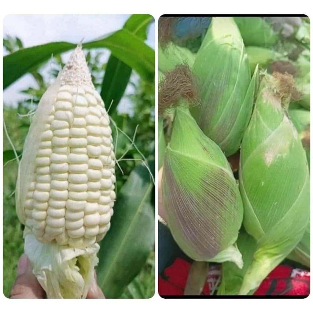 25+ BAP NEP NU SUA Round SMRShape Corn Seeds Waxy glutinous Corn Seeds ...