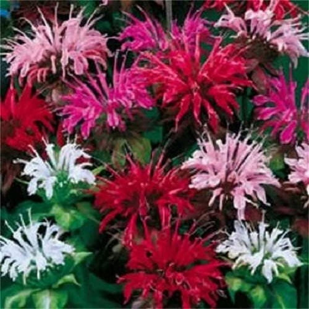 25 Bee Balm Mix Seeds - Perennial Garden Friendly, Lemon Hummingbird ...