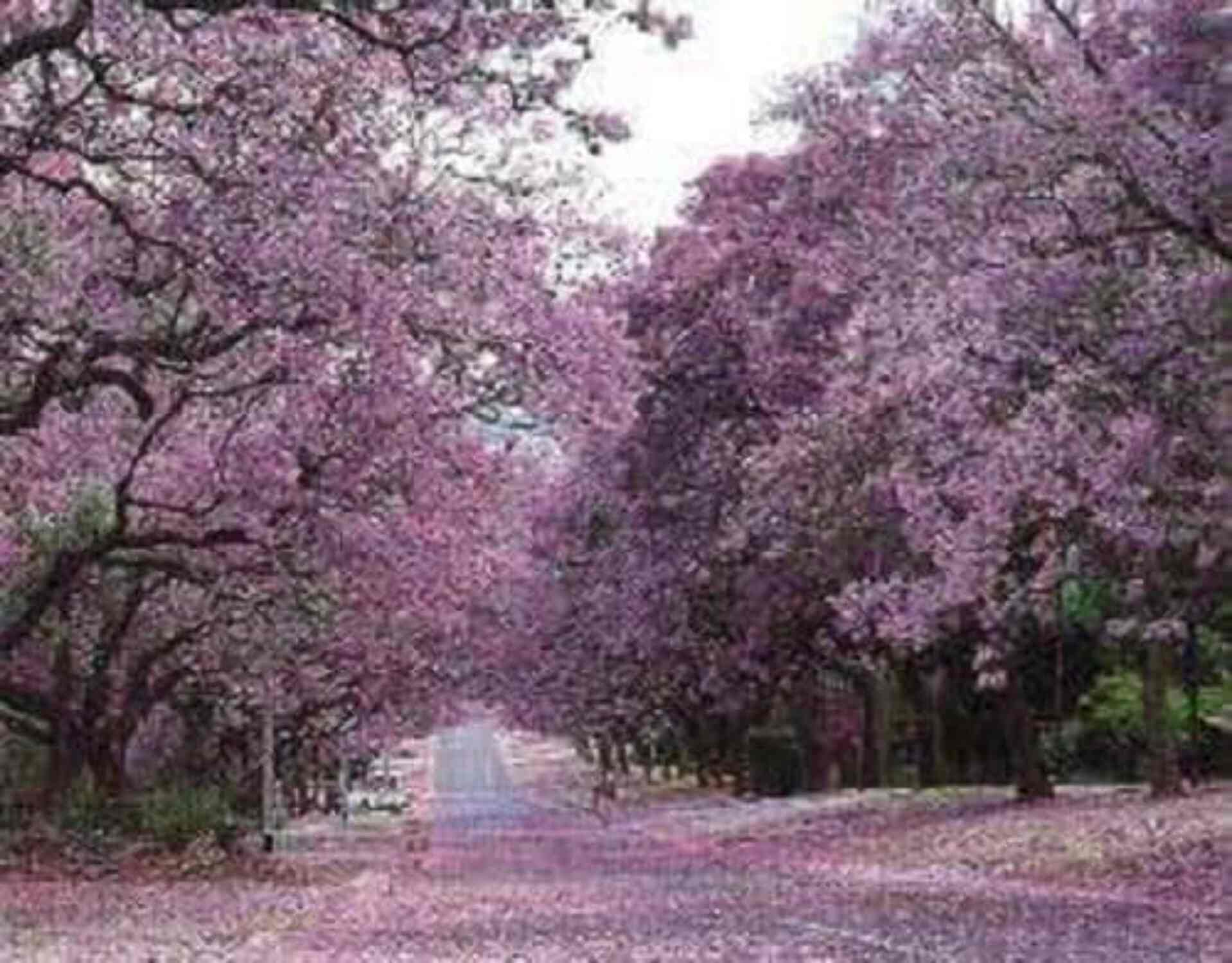 25 BLUE JACARANDA TREE ( Fern Tree / Brazilian Rose Wood / Green Ebony ...