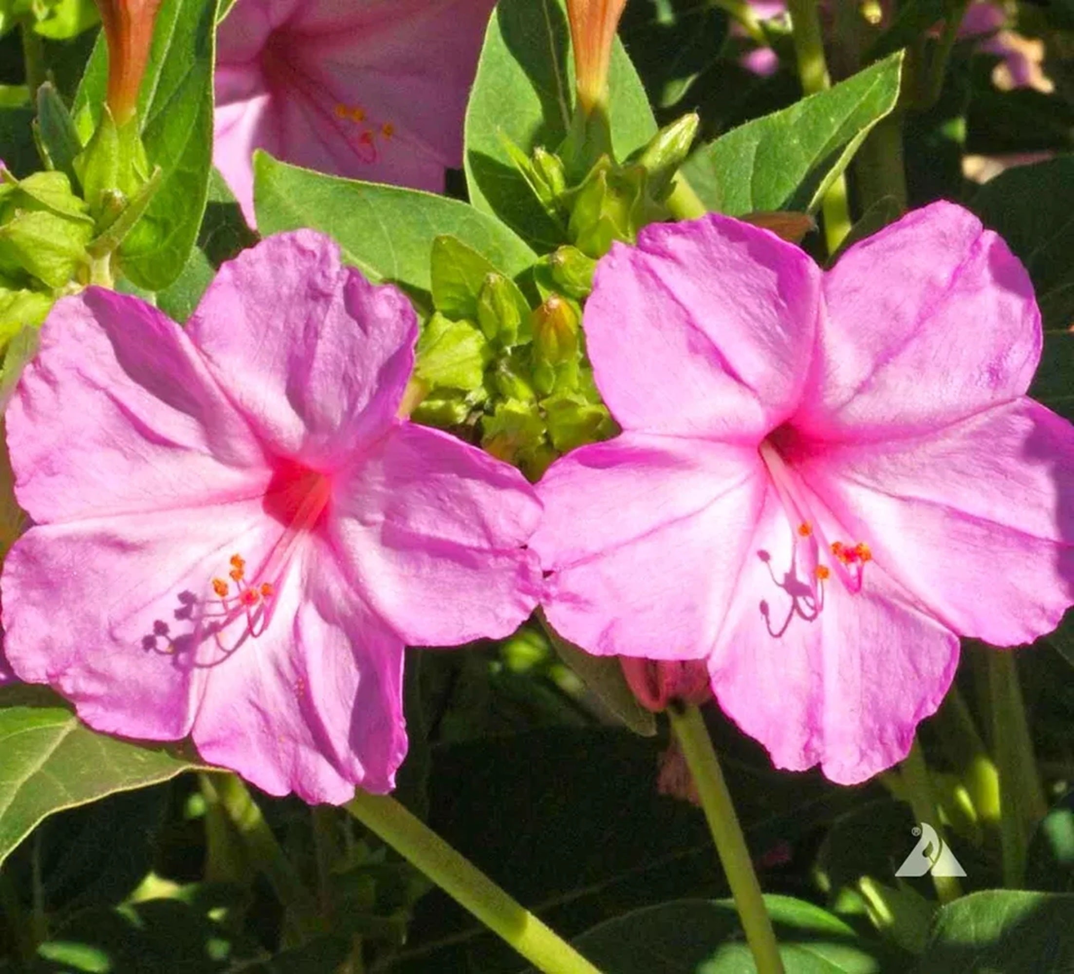 25 Baby Pink Four O'clock Flowers Seeds - Walmart.com