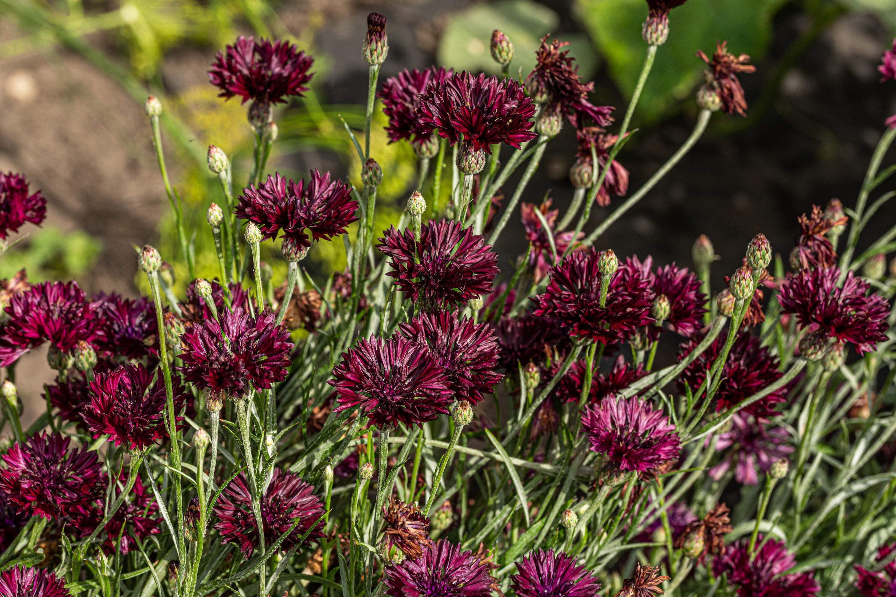 25 Black Garnet BACHELOR'S BUTTON / CORNFLOWER Centaurea Cyanus Flower ...