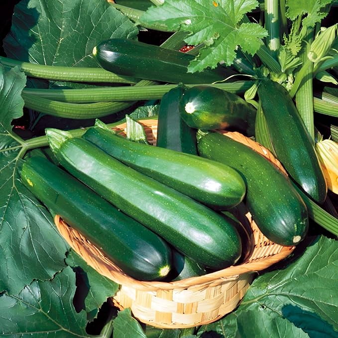 25 Black Zucchini Seeds for Gardening - Non GMO Heirloom Garden Plants ...