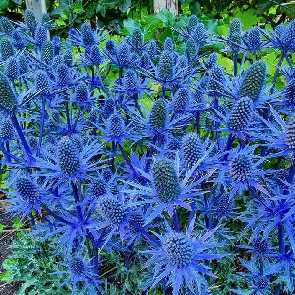 CZ Grain, Blue Glitter Sea Holly Seeds, 25+ Rare Eryngium Flower Seeds ...