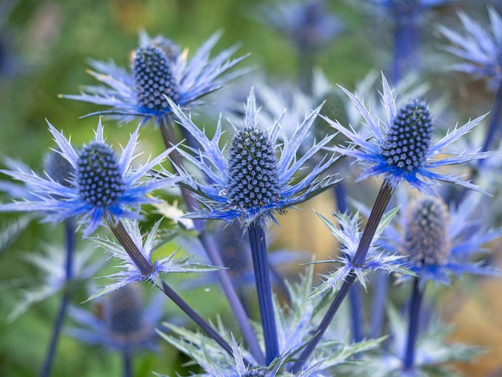 CZ Grain 25 Blue Thistle Exotic Easy To Grow Plant Seeds - Walmart.com