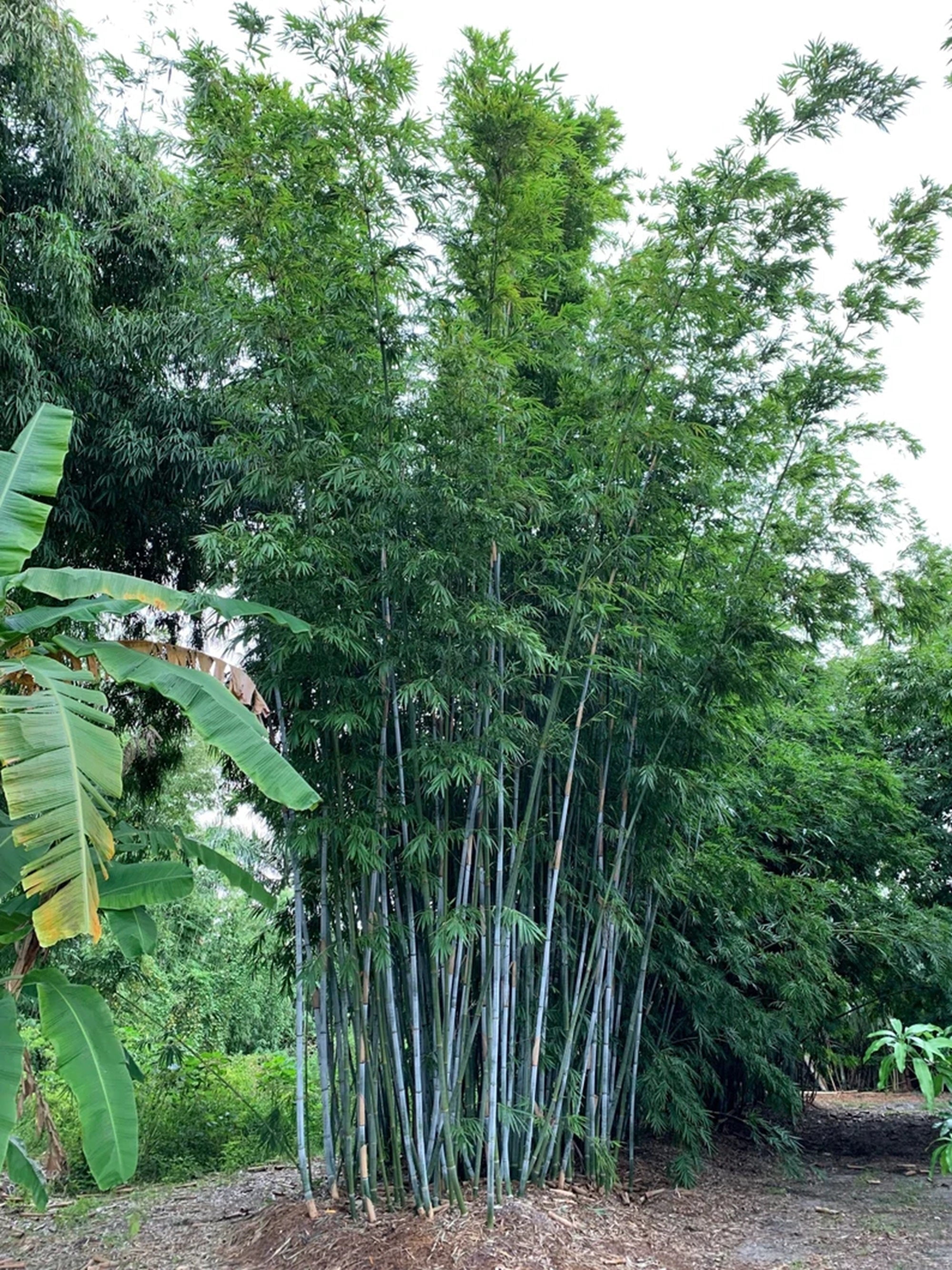 50 Blue Timber Bamboo Seeds – Exotic Privacy Screen Plant for Gardens ...