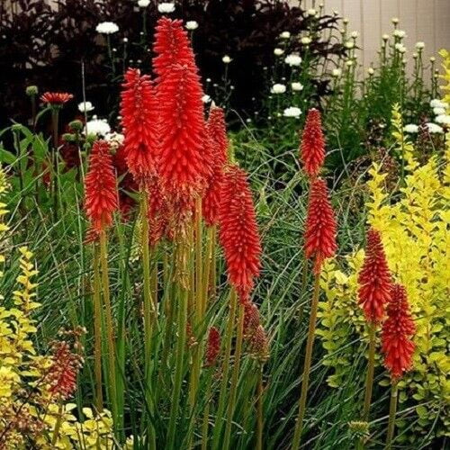 25 Bright Red Hot Poker Seeds Torch Lily Flower Kniphofia Uvaria ...