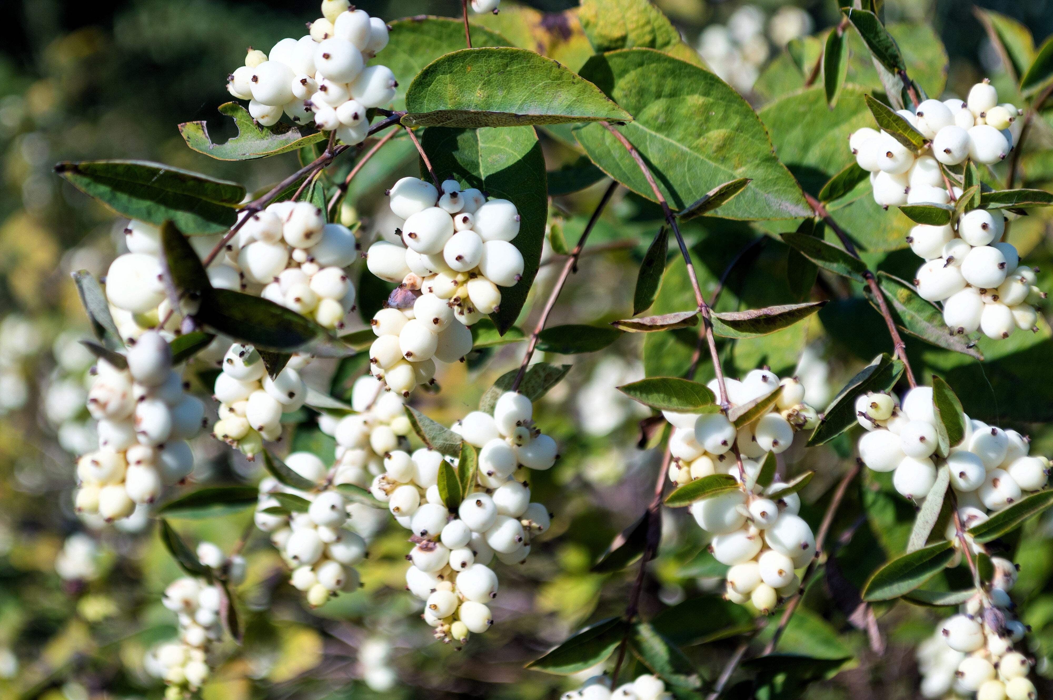 25 COMMON SNOWBERRY - WHITE Berries Pink Flowers Symphoricarpos Alba ...