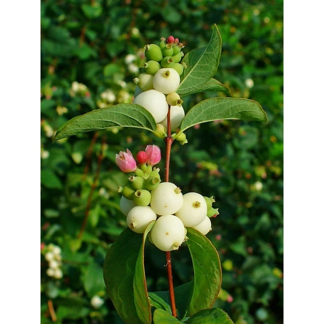 25 COMMON SNOWBERRY - WHITE Berries Pink Flowers Symphoricarpos Alba ...
