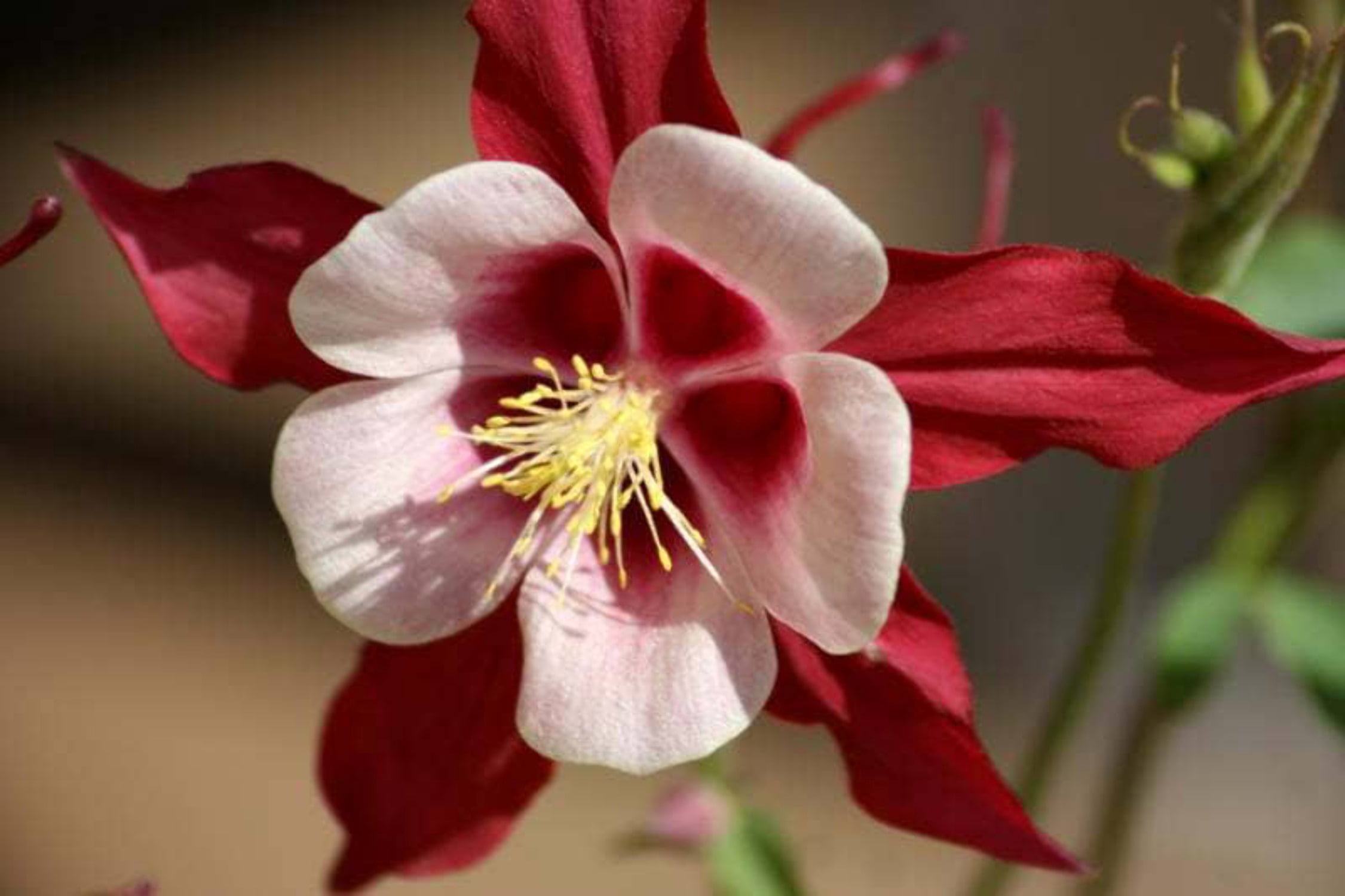 25 CRIMSON STAR COLUMBINE Red & White McKana's Giant Aquilegia Flower ...