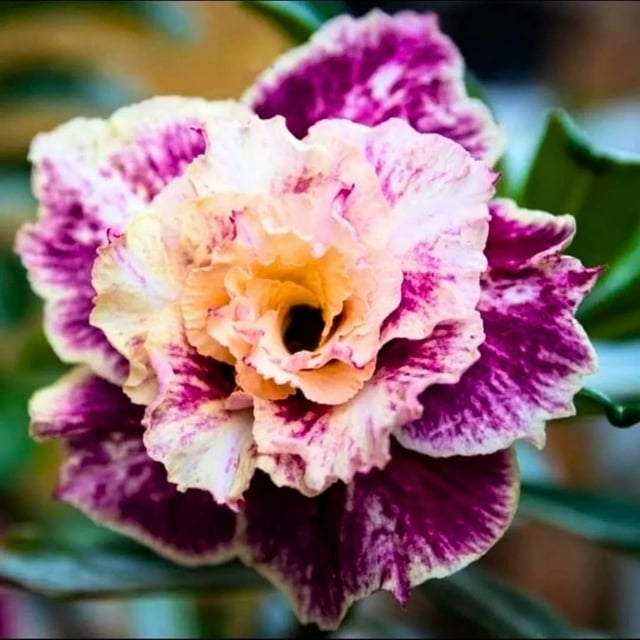 8 Blushing Apricot Desert Rose Seeds - Walmart.com