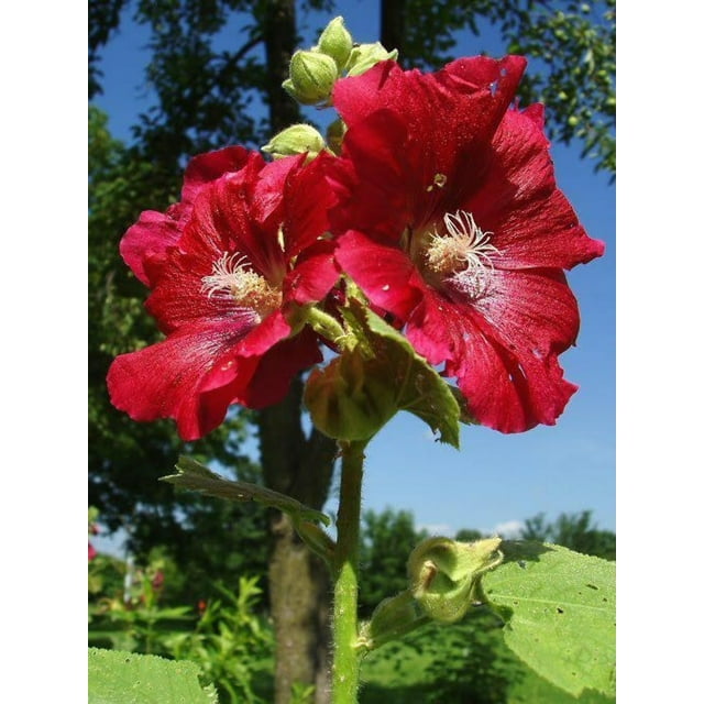 25 DARK RED HOLLYHOCK Alcea Rosea Flower Seeds Perennial - Walmart.com