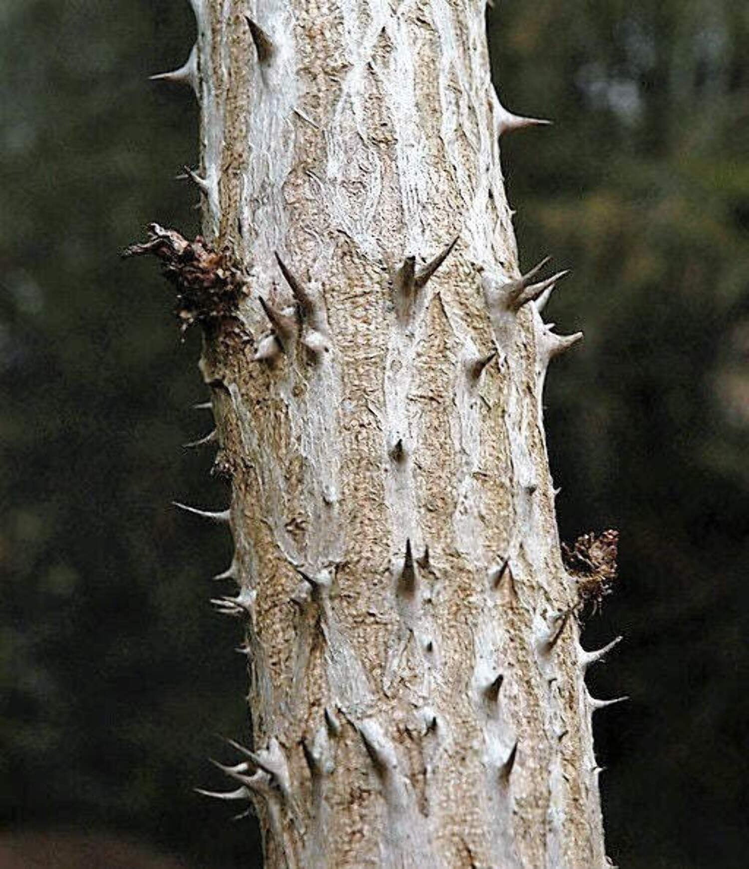 25 Devil's Walkingstick Shrub Flower Seeds, Aralia Spinosa, Prickly Ash ...