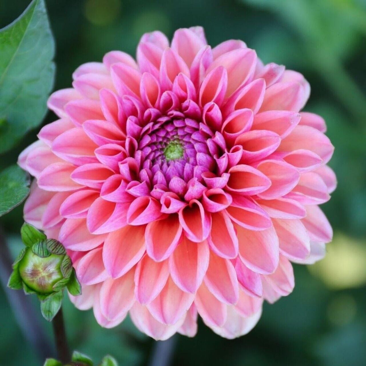 25 Daisy Duke Dahlia Seeds Flower Perennial Flower Flowering Bloom 1109 ...