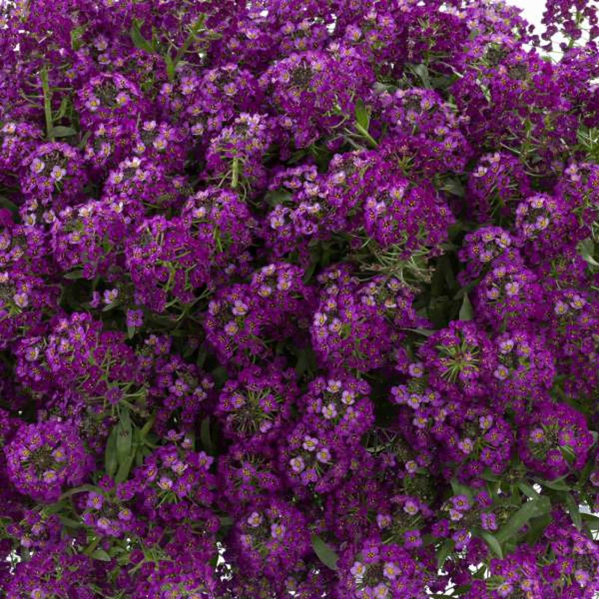 Green River Seeds 25 Sweet Alyssum Dark Purple Seeds - Tiny Colorful ...