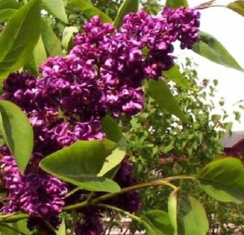 25 Dark Purple Lilac Seeds - Walmart.com