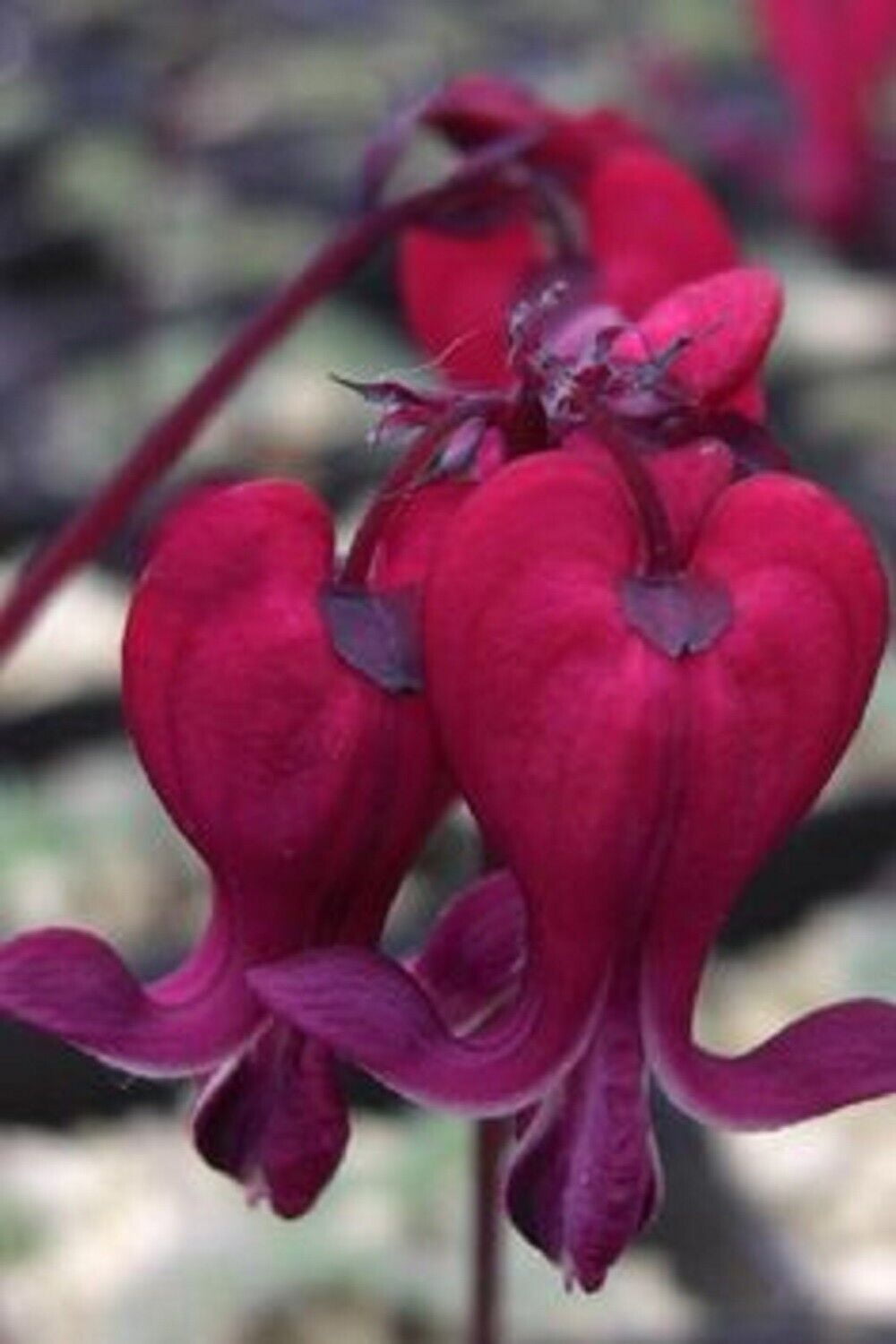 25 Dark Red Bleeding Heart Seeds Flowers Perennial - Walmart.com